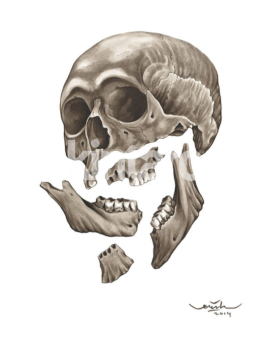 Skull – Kintaro Publishing